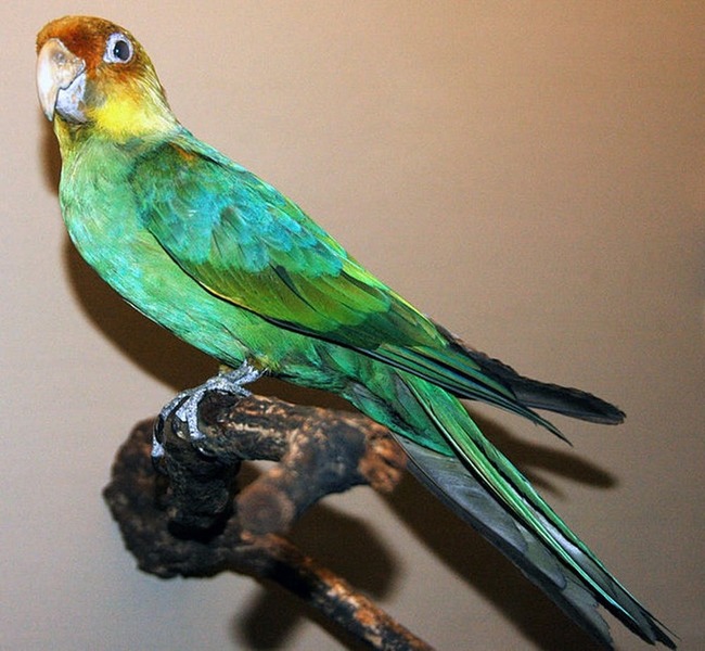 The Tragic Story of America's Only Native Parrot | RealClearScience