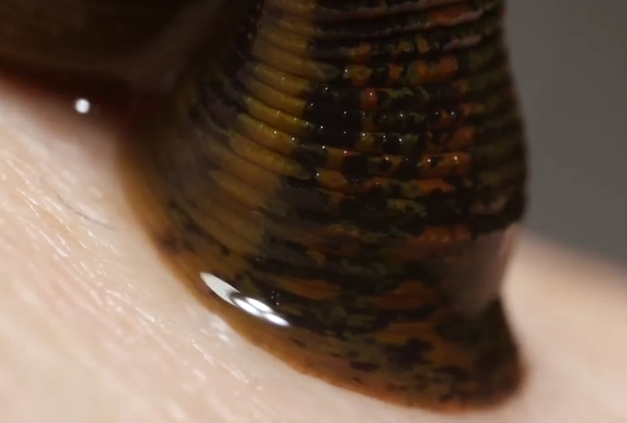 Rare Fossil Suggests Early Leeches Were Ocean Hunters | RealClearScience