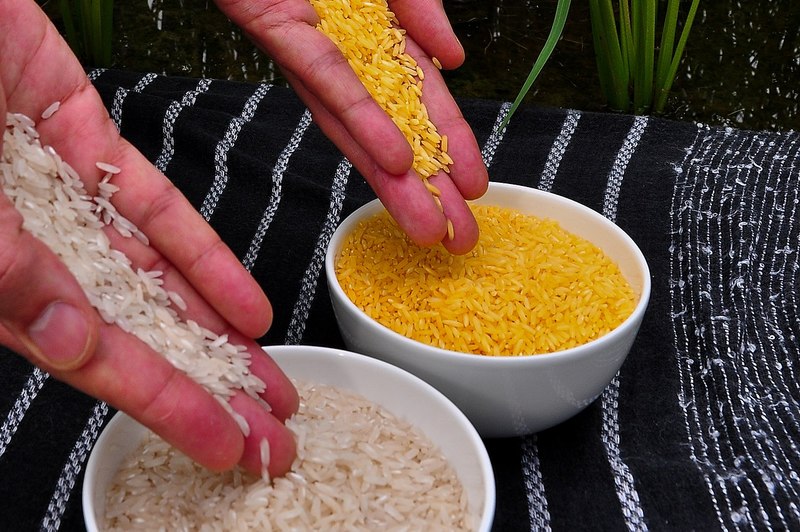 Philippines First Country to Fully Allow Golden Rice | RealClearScience