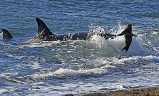 Scientists CT Scan an Entire Whale | RealClearScience