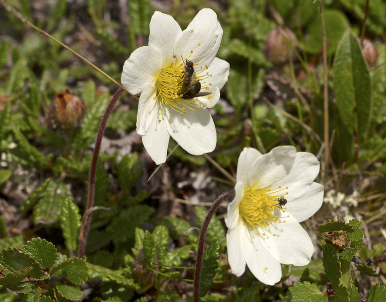 Solving the 70 Million Year "Gap" in Flower Evolution | Video ...