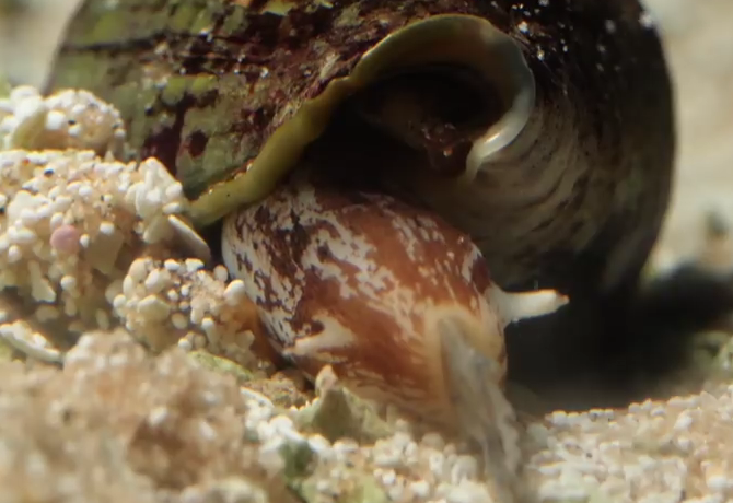Cunning Snails Stab and Swallow Fish Whole | Video | RealClearScience