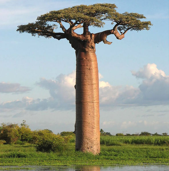 Trees That Have Lived for Millennia Are Suddenly Dying | RealClearScience