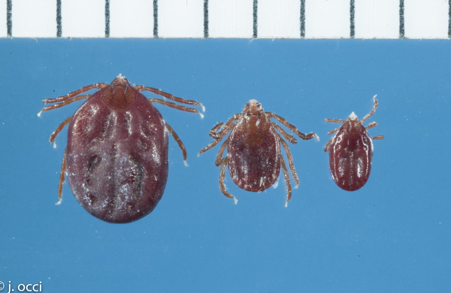 Invasive Tick Species Spreads in Eastern US | RealClearScience