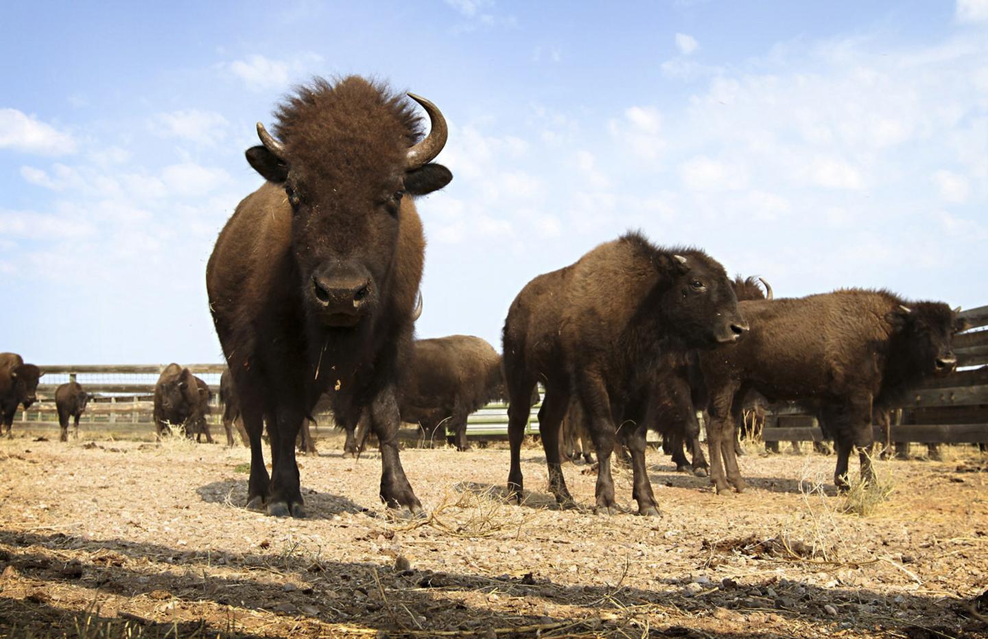 When Bison Come Back, Will the Ecosystem Follow? | RealClearMarkets
