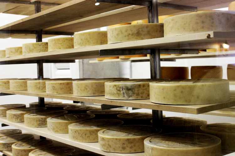 The Surprising Role of Cheese in Human Evolution | RealClearScience