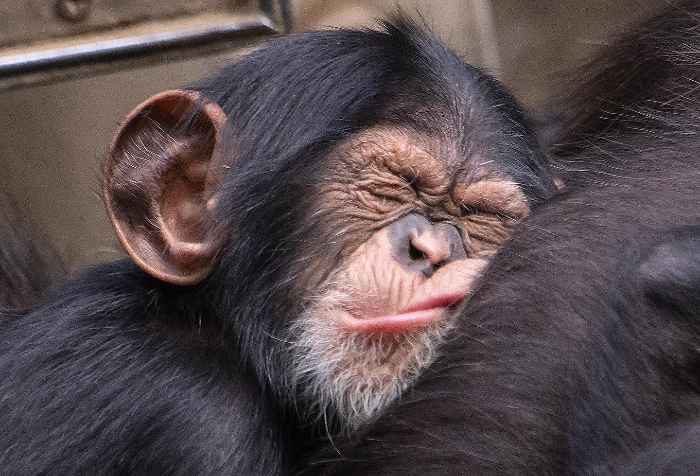 Why Humans Sleep Less Than Our Primate Relatives | RealClearScience
