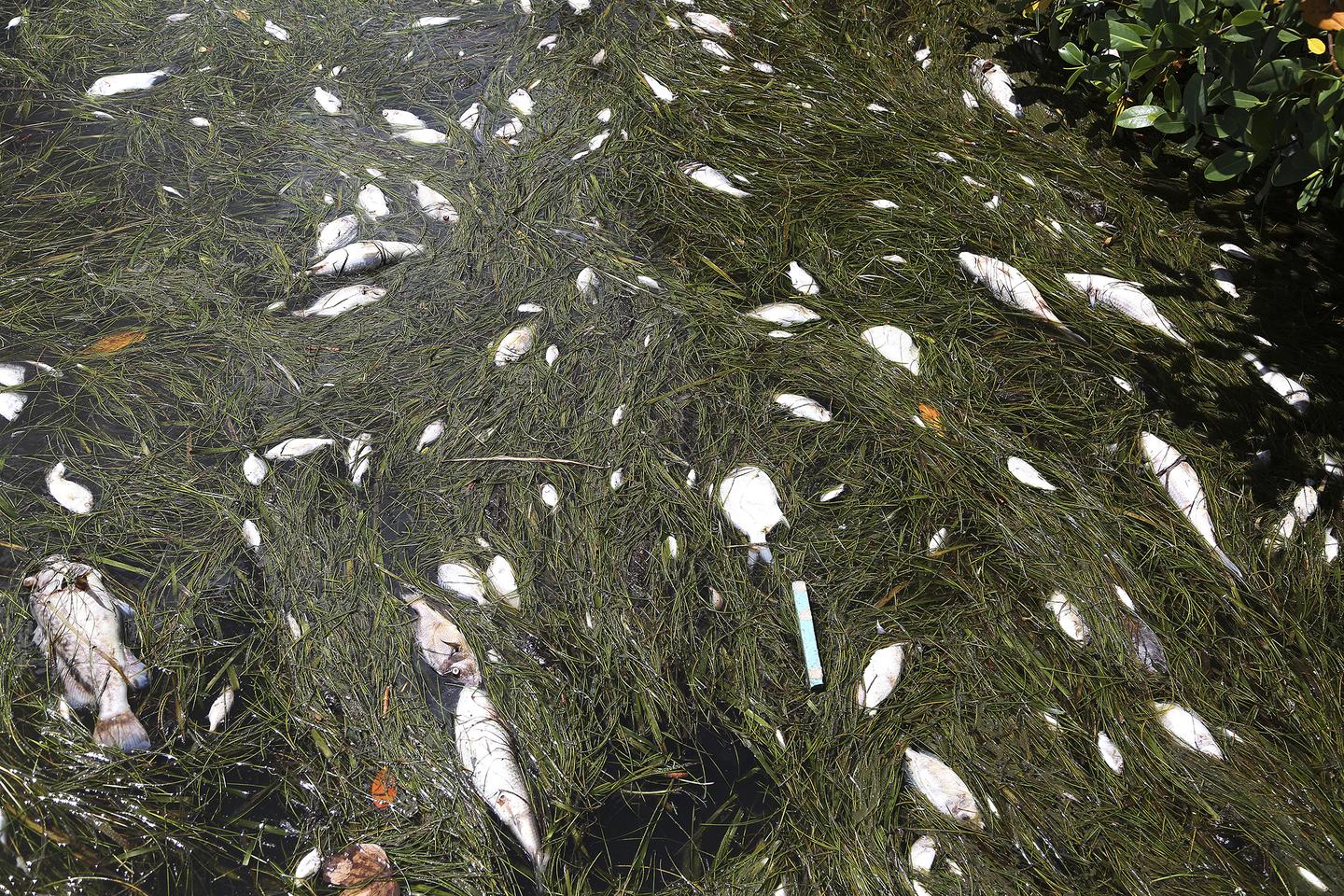 Red Tide Killing Fish and Humans Are to Blame | RealClearScience