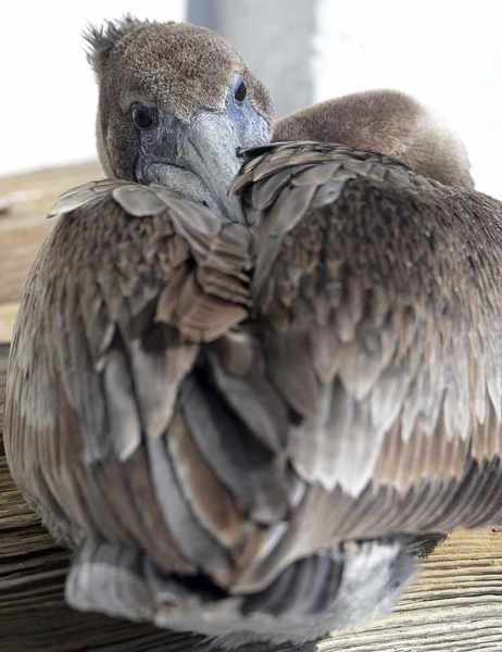 Exaptation Shows That Evolution Is Not Intelligent | RealClearScience