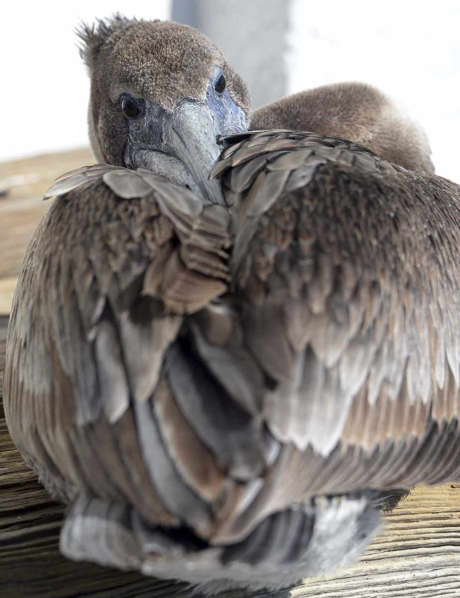 Exaptation Shows That Evolution Is Not Intelligent | RealClearScience