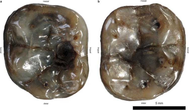 12.5 Million-Year-Old Ape Is Earliest Hominid With a Cavity ...