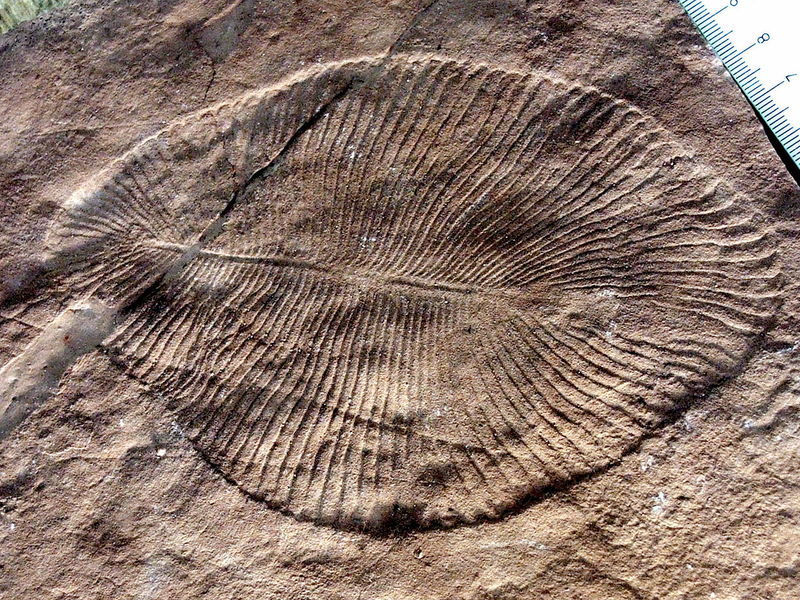 New Fossils Force Rethink of Evolution Timeframes | RealClearScience
