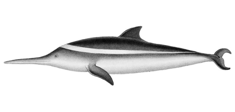 Can the Ghost Dolphin Survive Obscurity? | RealClearScience