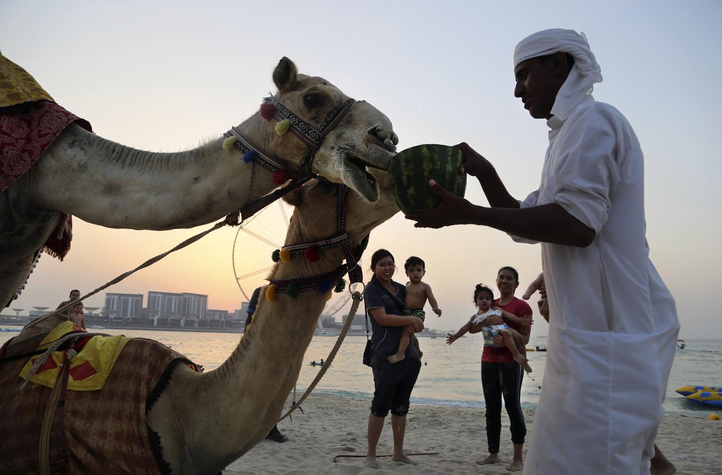 Is This The Crash? The Return Of The Vomiting Camel | RealClearMarkets
