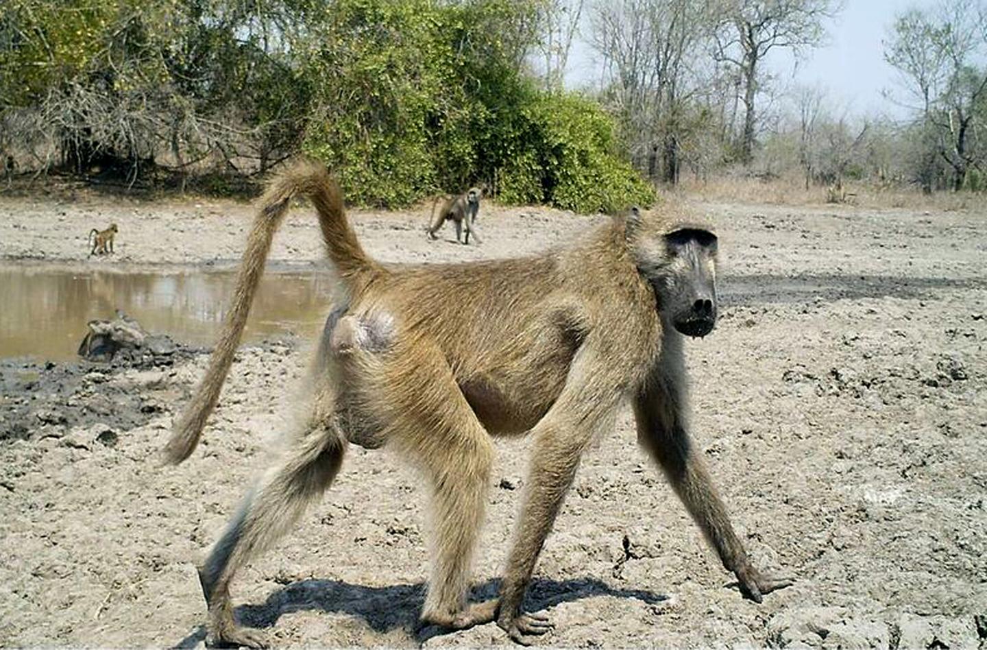 Why Do Male Baboons Fondle Each Other's Genitals? | RealClearScience