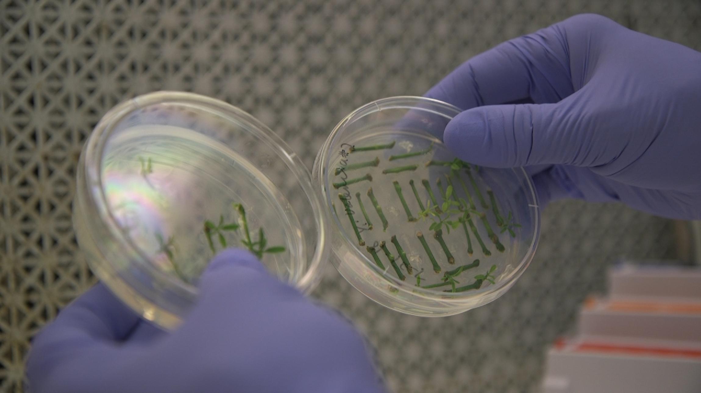 Prime Editing: A New, More Powerful Gene Editor | RealClearScience