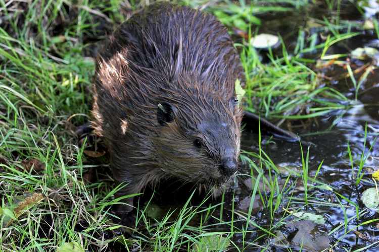 Why Human-Sized Beavers Died Out 10,000 Years Ago | RealClearScience