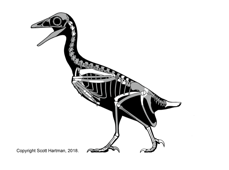 The Most Complete Enantiornithine Bird From N. America | RealClearScience