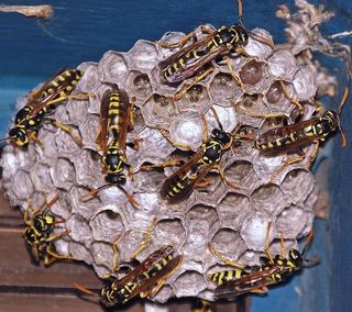 Officials Warn of Wasp 'Super Nests' in Alabama | RealClearScience