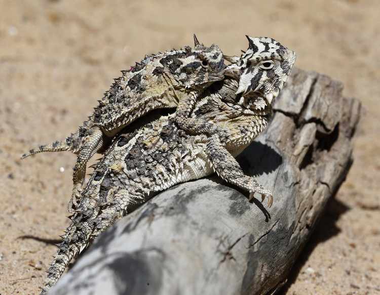 'Useless Quirks' of Evolution Strengthen Understanding of the Theory ...