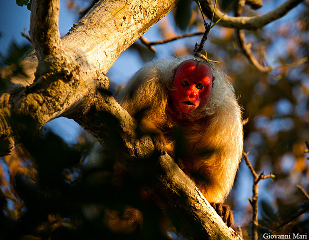 What Is the Most Beautiful Primate? | RealClearScience