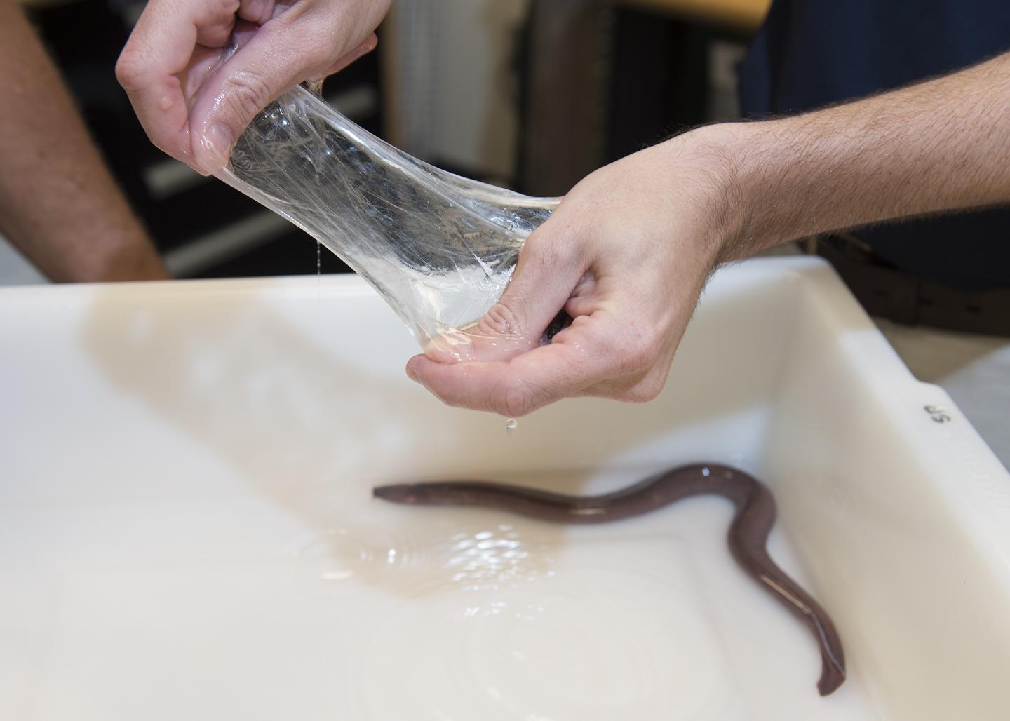 No One Is Prepared for Hagfish Slime | RealClearScience