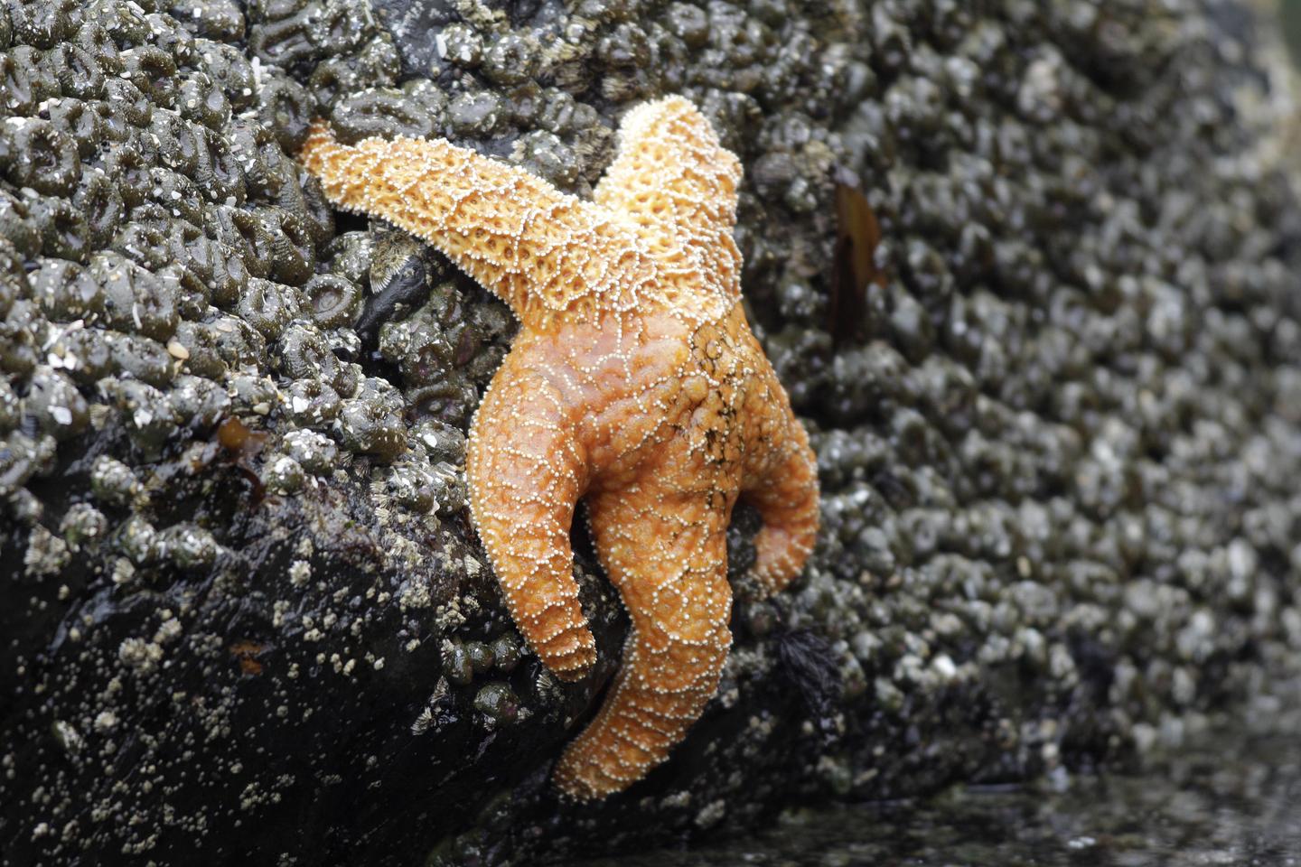 A Starfish-Killing Disease Is Remaking the Oceans | RealClearScience