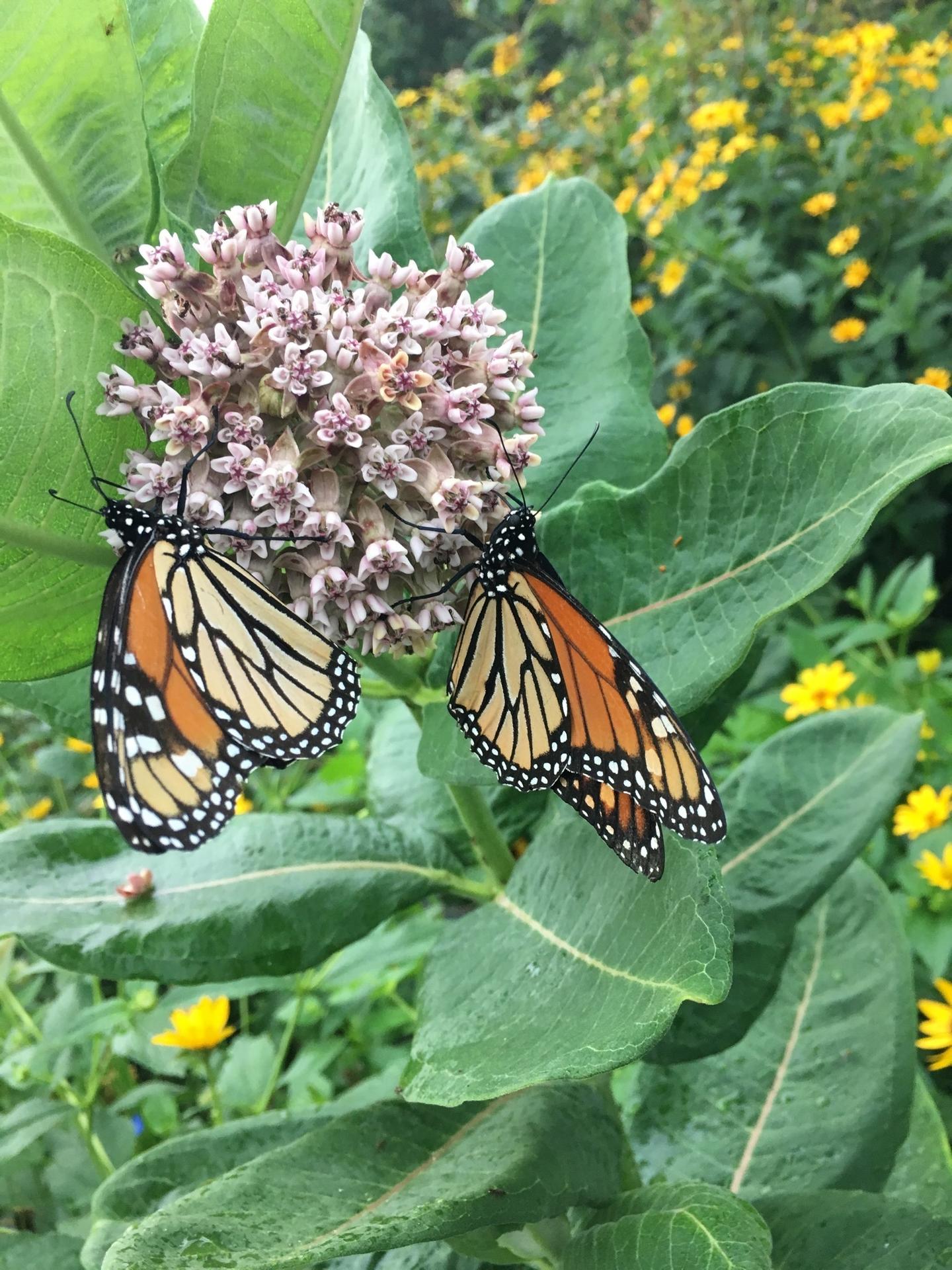 Earth's Largest Extinction Likely Took Plants First | RealClearScience