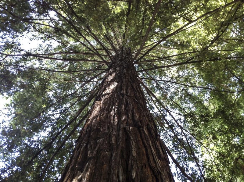 Whatever Happened to All the Moon Trees? | RealClearScience