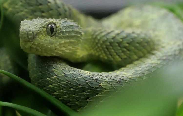 Snakes May Have Driven the Evolution of Primate Vision | RealClearScience