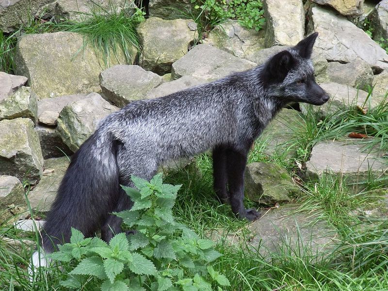 The Silver Fox Experiment Still Shapes Thinking on Evolution ...