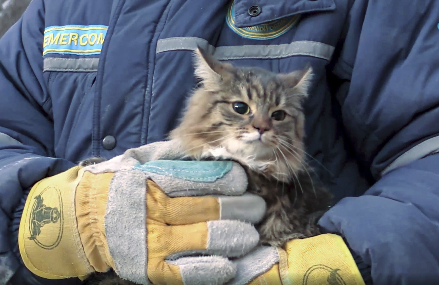 Why We Think Cats Are Psychopaths | RealClearScience