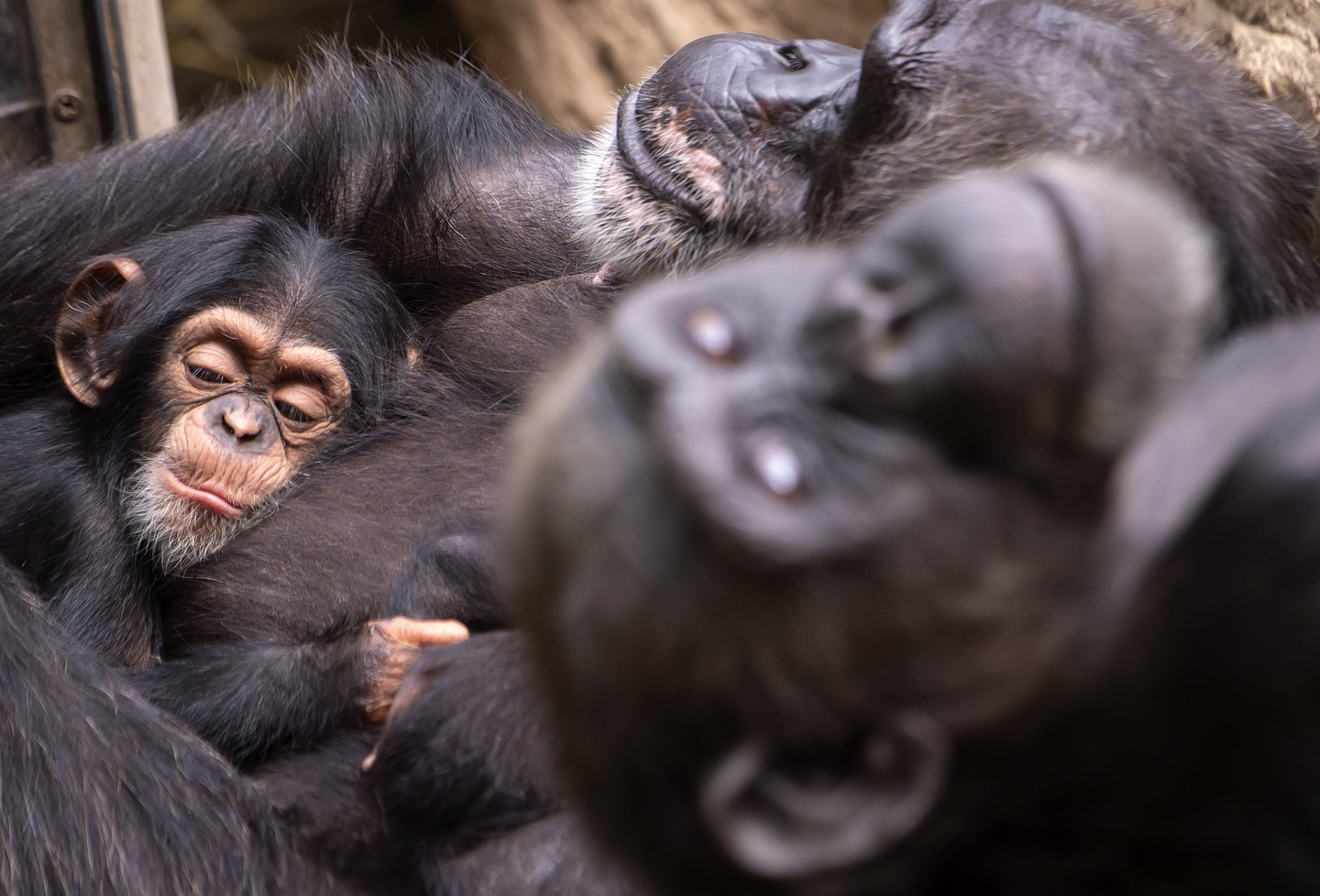 Mysterious Disease Killing Chimps In West Africa Realclearscience