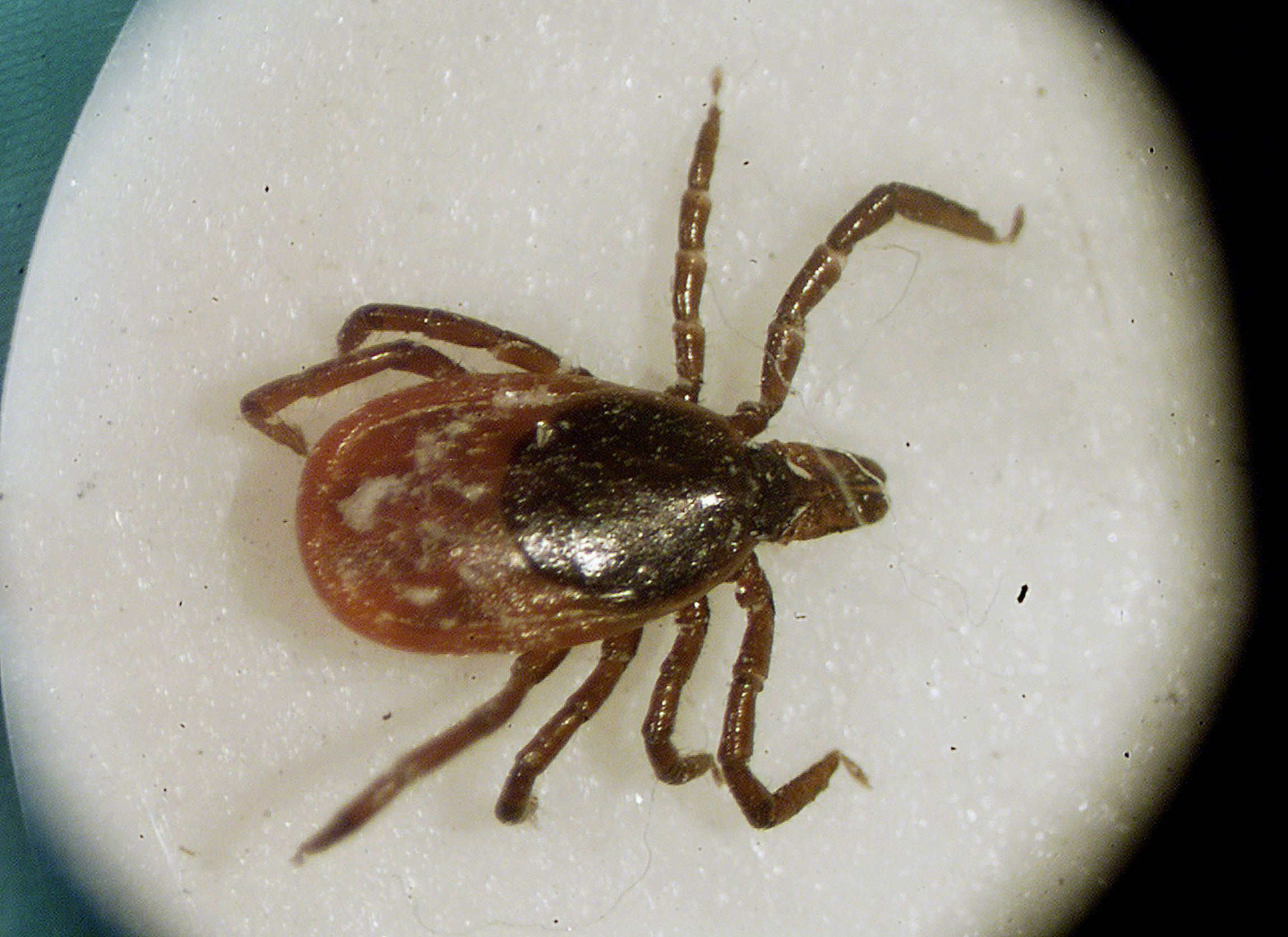 Get Ready for Another Summer of Out-of-Control Ticks | RealClearScience