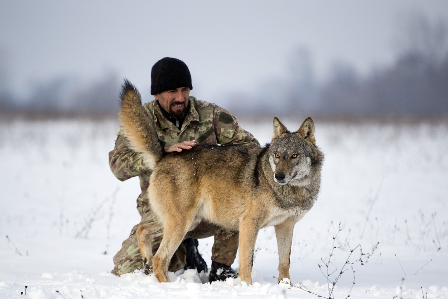 Can Wolves Cooperate With Humans Just Like Dogs? | RealClearScience