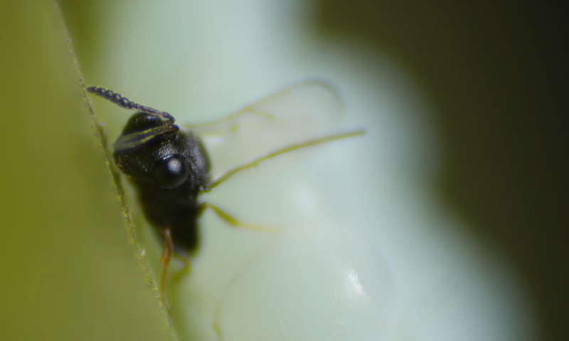How the Samurai Wasp Takes Down Stink Bugs | Video | RealClearScience