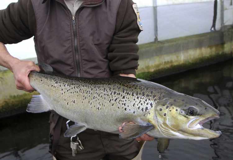 Five Questions About Genetically Engineered Salmon | RealClearScience