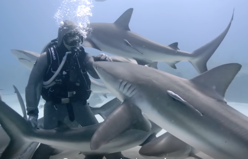Shark Skin Inspires Novel Smart Material | RealClearScience