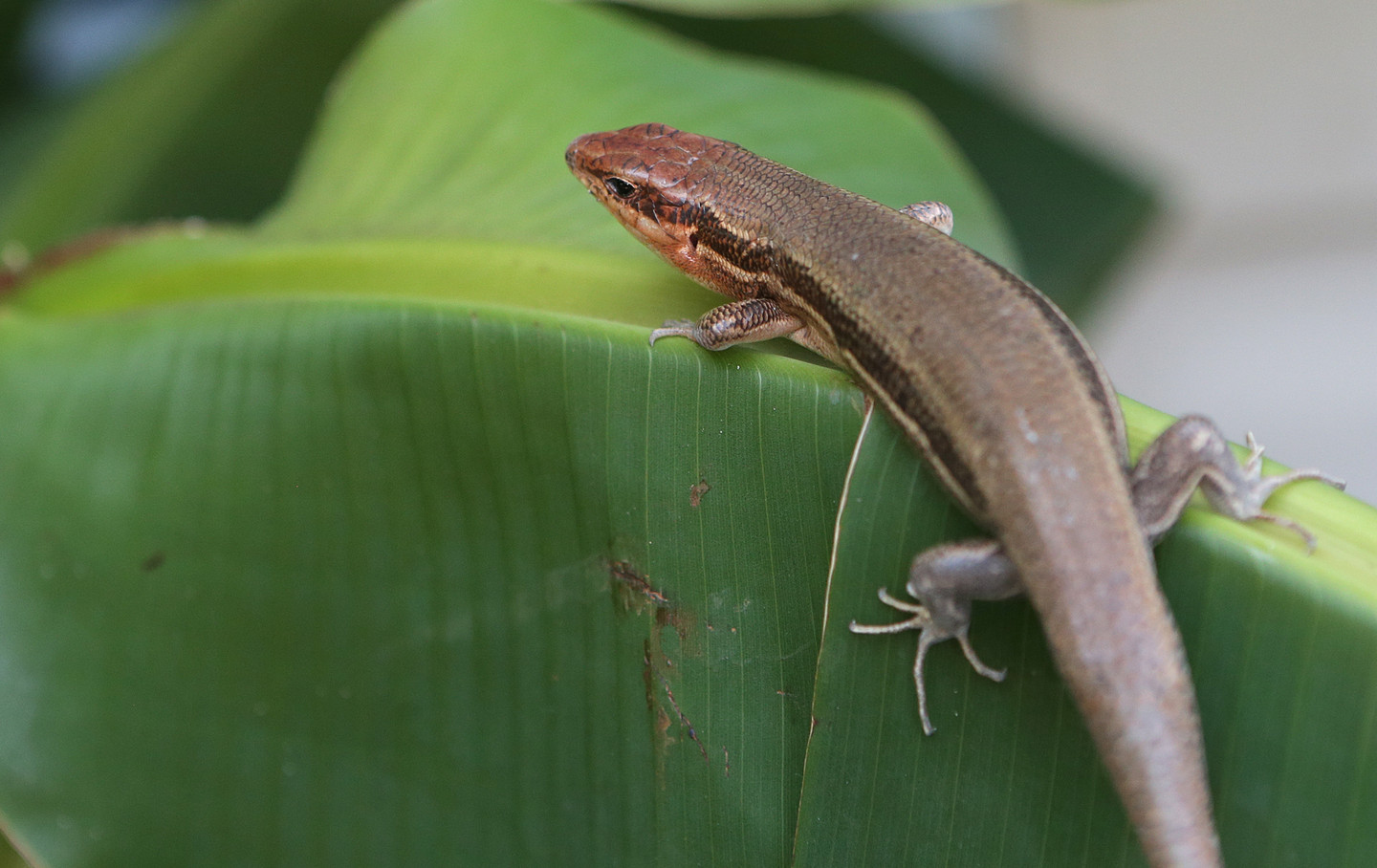 Lizard Lays Eggs and Births Live Young | RealClearScience