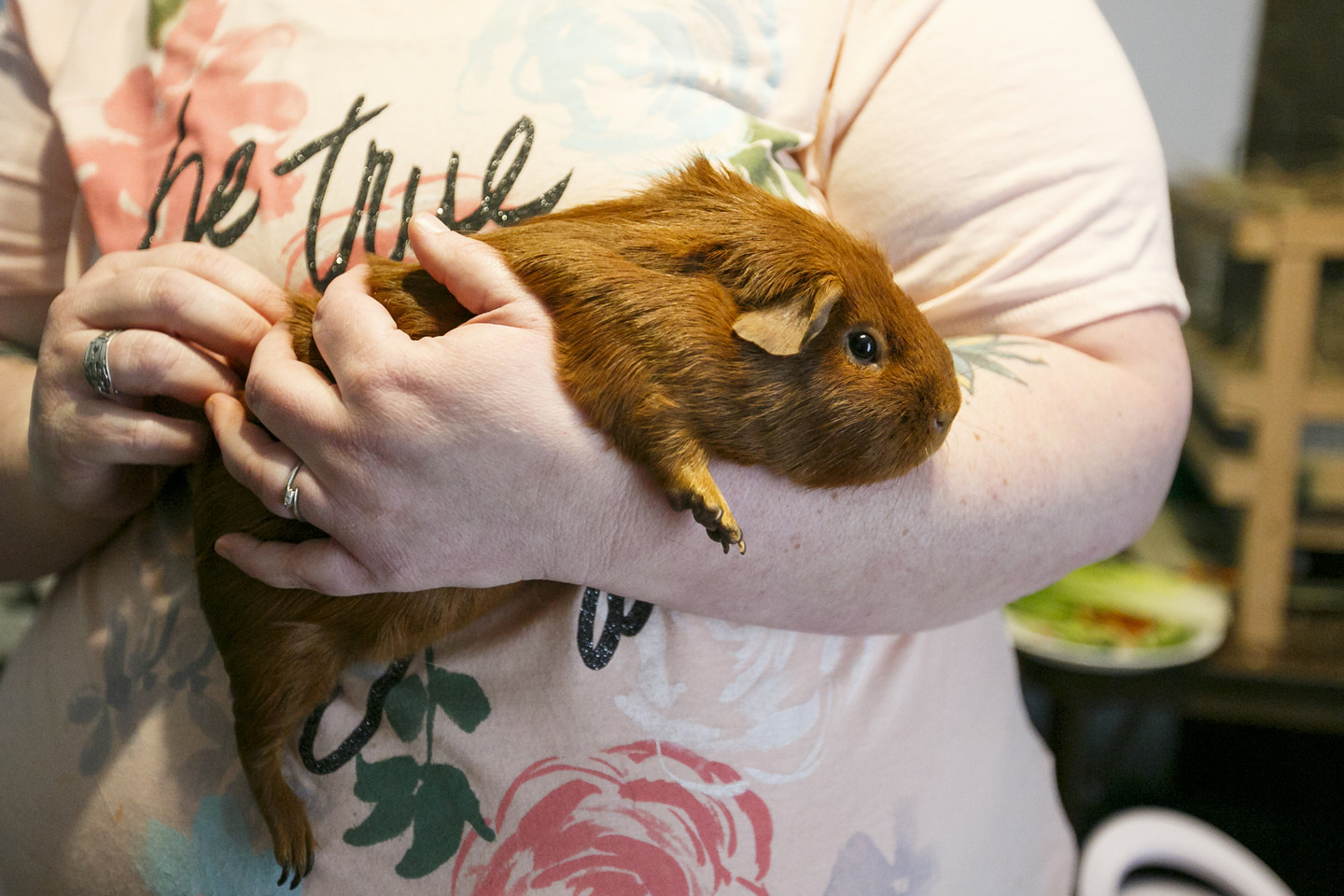 Guinea Pigs Cured of Ebola With Antibodies | RealClearScience
