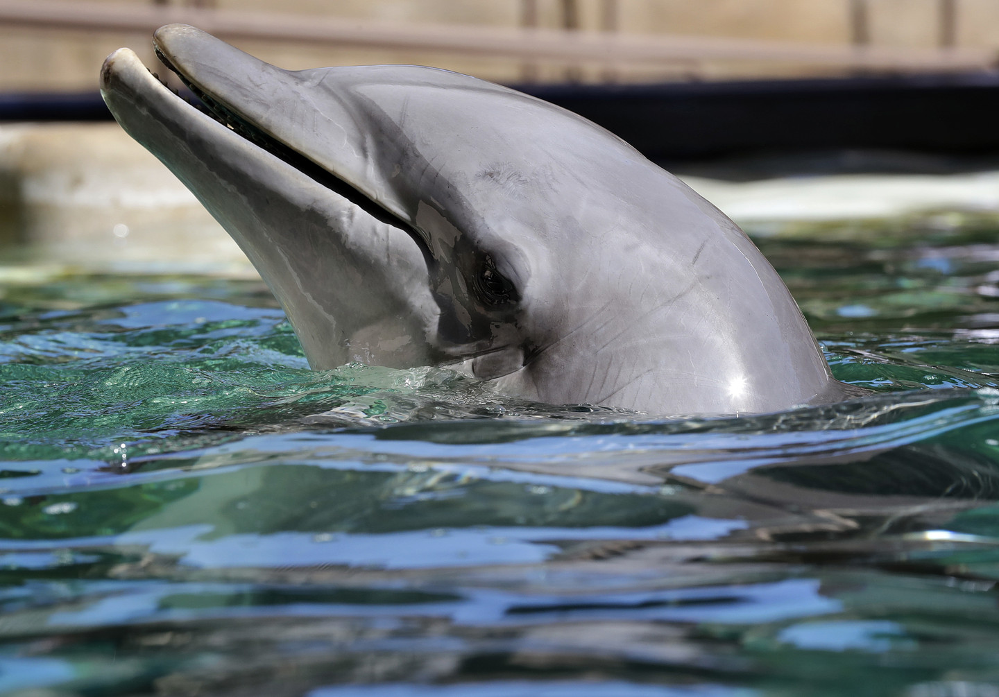 Why Do Animals Have Sex For Pleasure RealClearScience Why Do Animals Have Sex For Pleasure RealClearScience