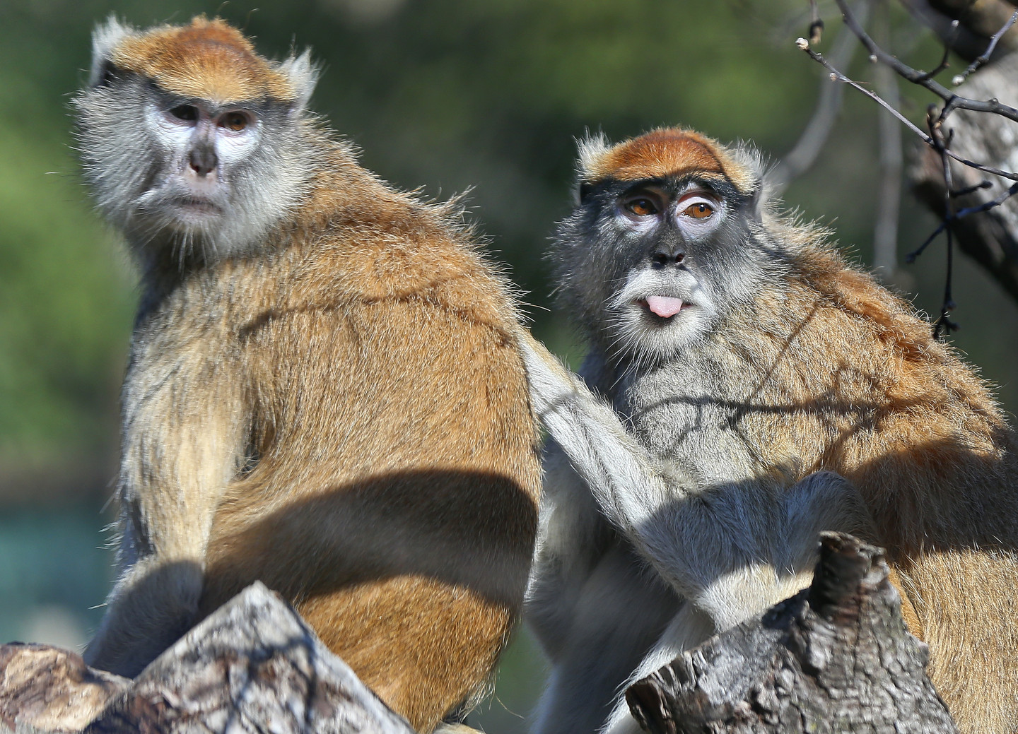 Scientists Give Monkeys Human Brain Genes | RealClearScience