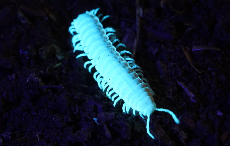 Beetle Hunts Giant, Toxic Millipede | Video | RealClearScience