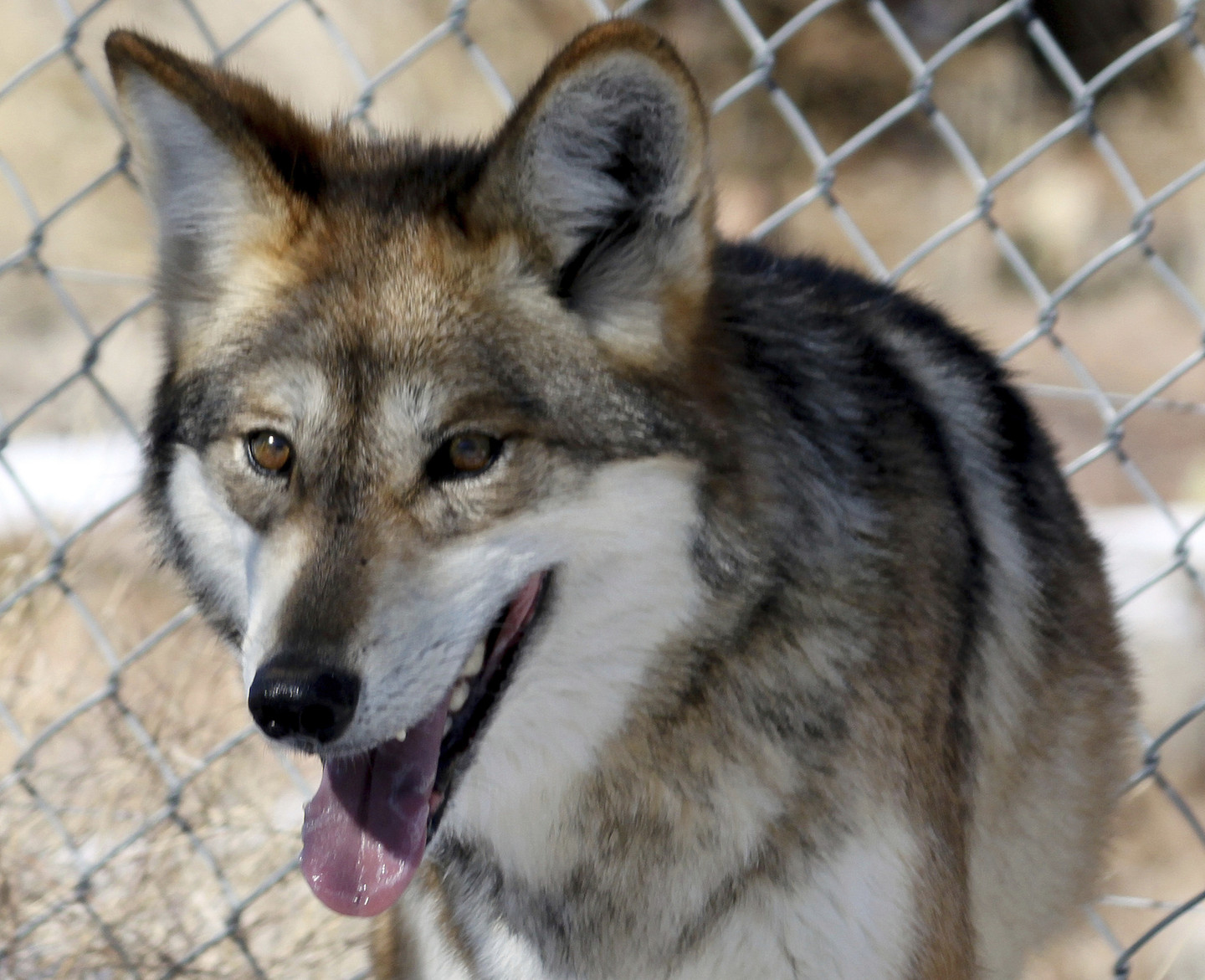 Wolves Can Show Attachment Toward Humans | RealClearScience
