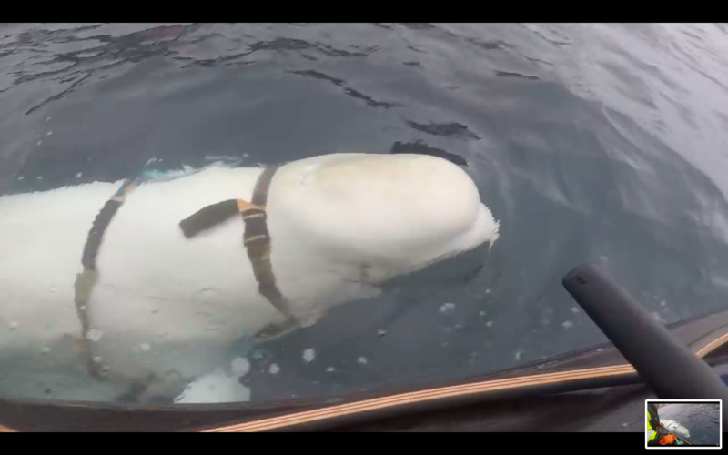 The Defector…Russian Spy-Whale Comes In From the Cold | RealClearDefense