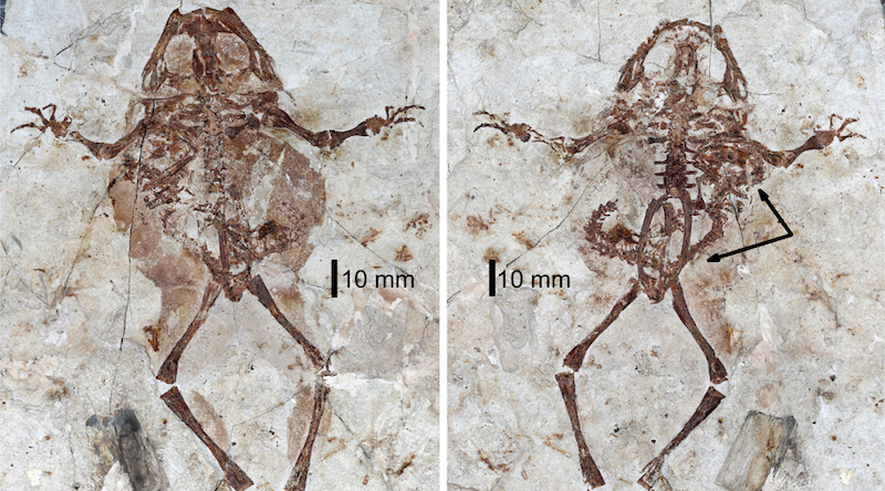 120-Million-Year-Old Fossil Frog Found With Salamander in Stomach ...
