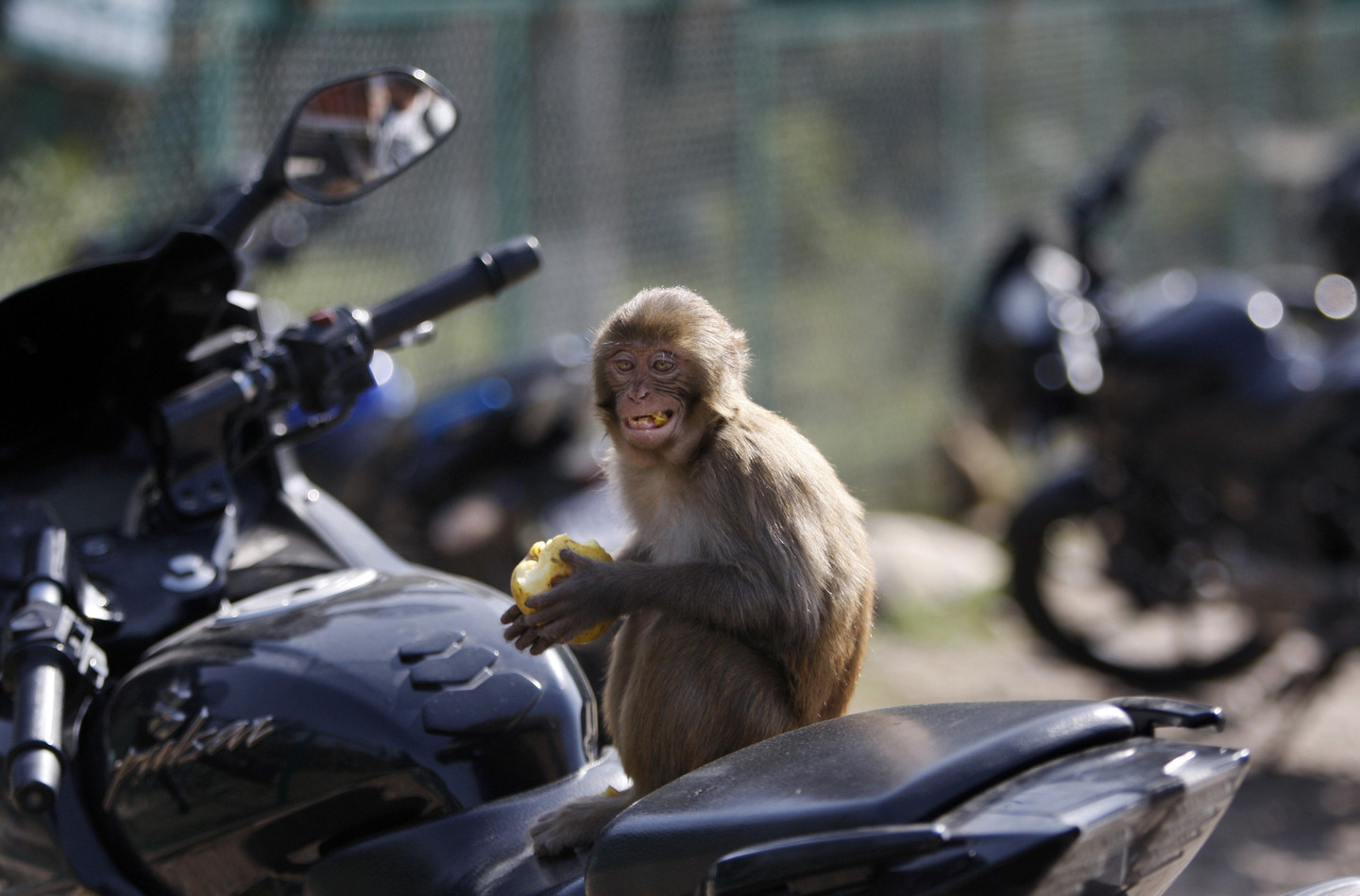 India's Monkeys Keep Killing People | RealClearScience