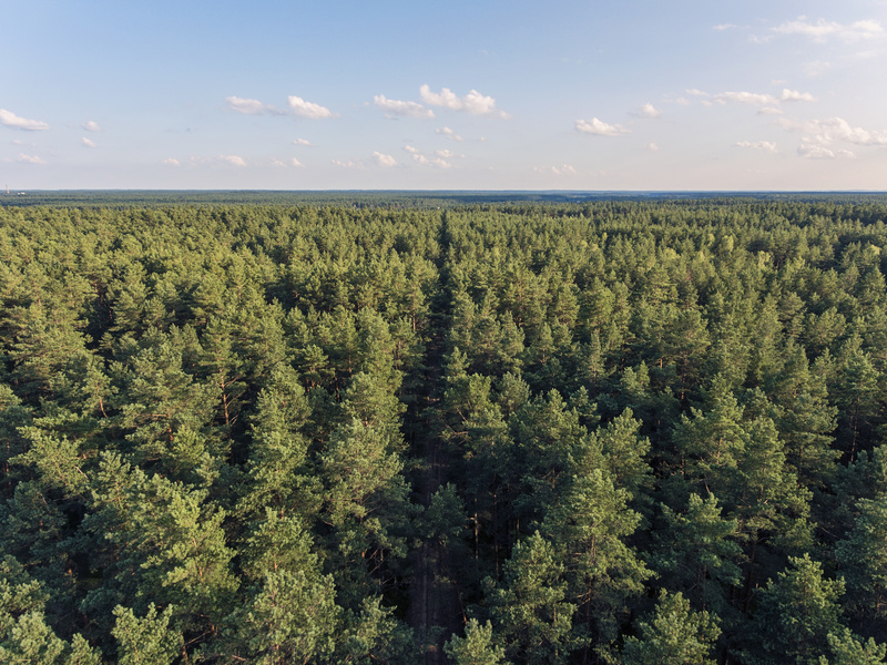 3 Ways Trees Can Save the Climate (With Our Help) | Video ...