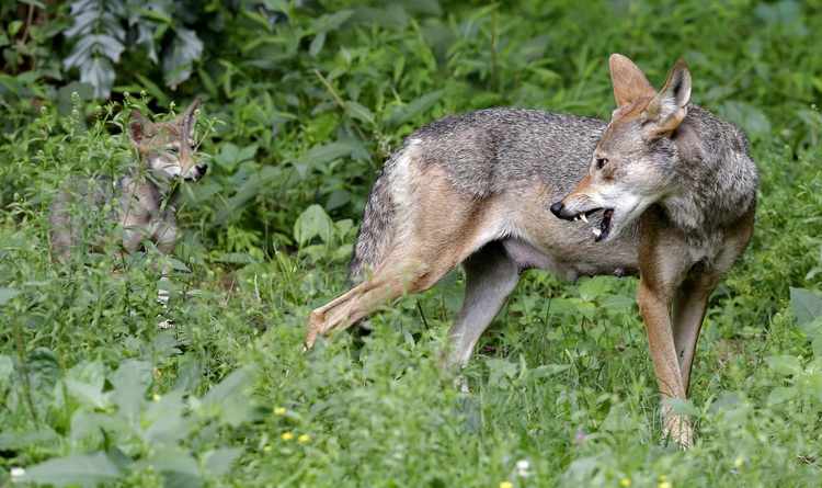 Relentless Wolf Slaughter Paved Way for Unstoppable Coyotes ...