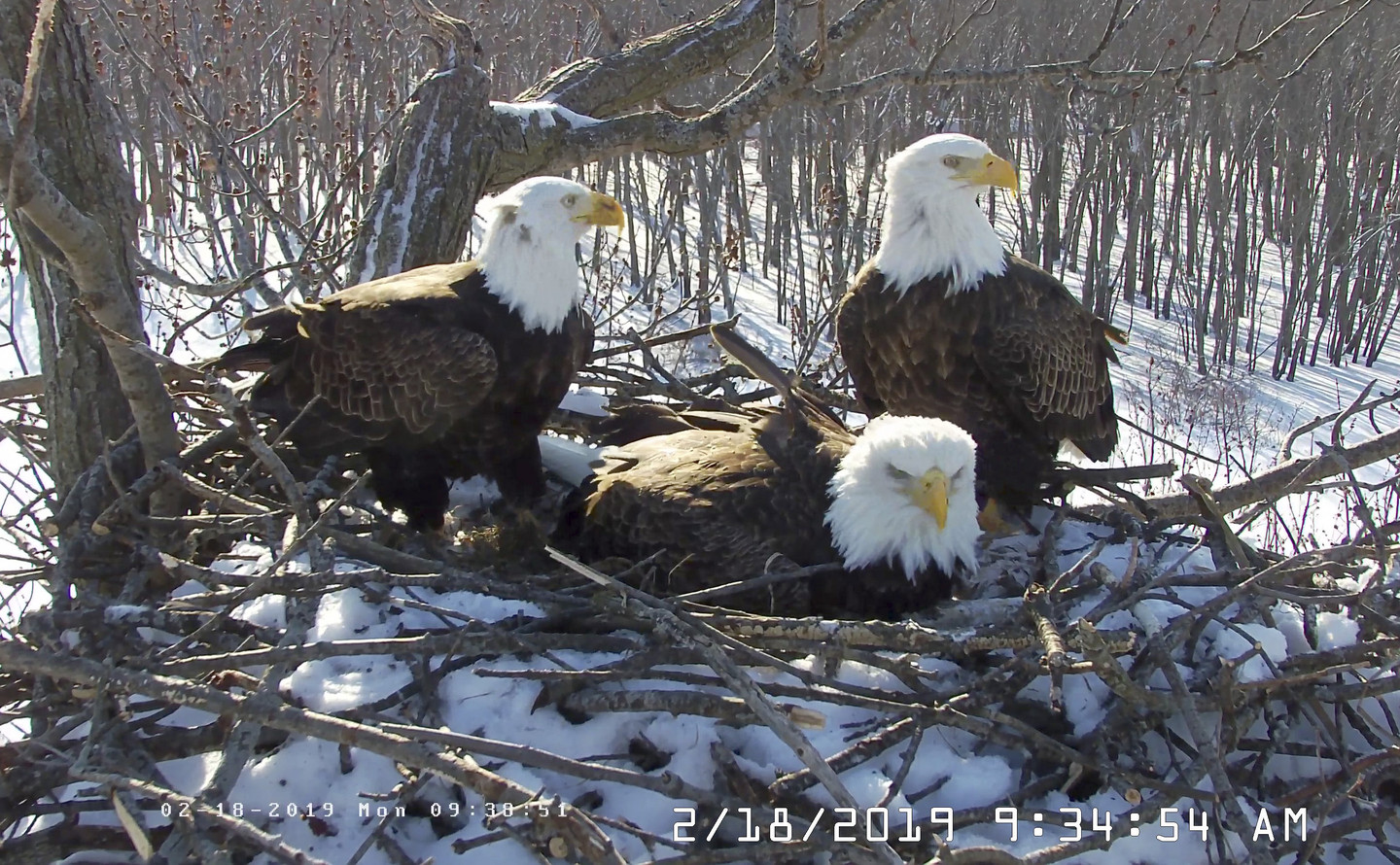 Bald Eagle Caught Elegantly... Swimming? | RealClearScience